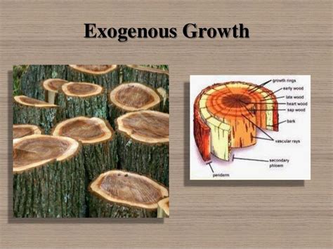 बहिर्जात वृक्ष की बढ़ोतरी तथा बहिर्जात वृक्ष की तने की संरचना Growth