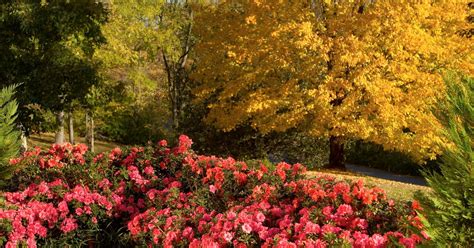 Planting And Care Articles Encore Azalea