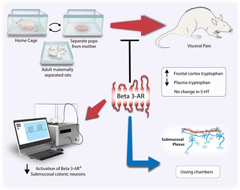 Beta 3‐adrenoceptor Agonism Ameliorates Early‐life Stress‐induced