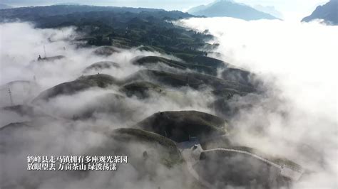鹤峰万亩茶园