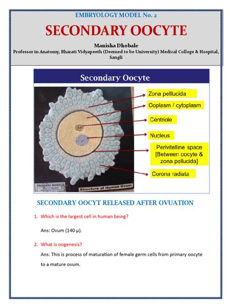 Model Of Secondary Oocyte Pdf Menstrual Cycle Human Reproduction