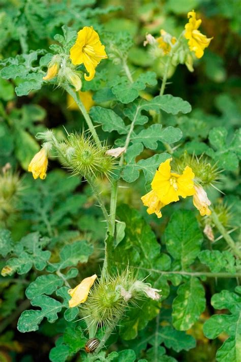 12 Weeds That Look Like Tomato Plants Indoor Garden Web