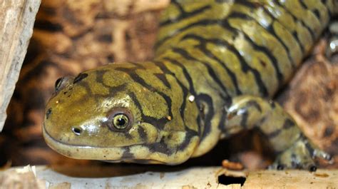 Salamander Information Salamander Fun Facts Reptile Gardens