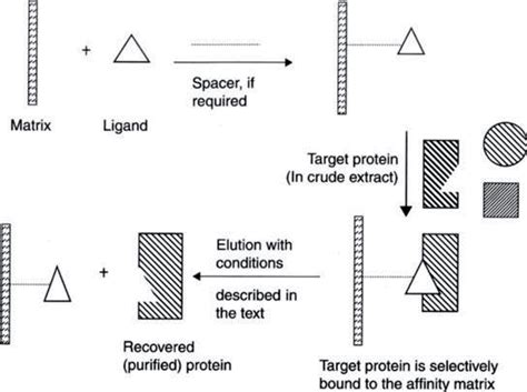Schematic Diagram Of The Steps Involved In An Affinity Based Separation Download Scientific