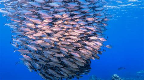 1000 Compacte School Vis Fotos Stockfotos Afbeeldingen En Royalty Free Beelden Istock