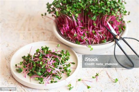 무 마이크로 그린 발아 마이크로 그린 집에서 씨앗 발아 비건 과 건강한 식사 개념 발아 무 씨앗 마이크로 채소 성장 하는 콩나물 녹색 생활 개념입니다 유기농 식품 새싹채소에