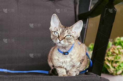 德文郡雷克斯猫走在皮带上