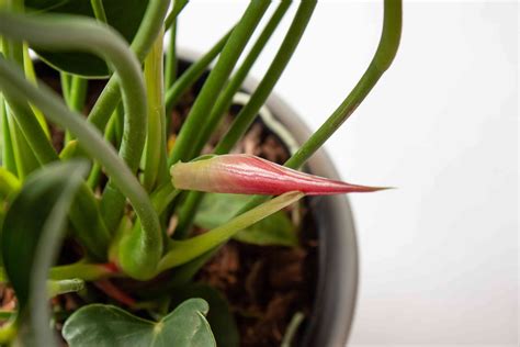 Anthurium Plant Care And Growing Guide
