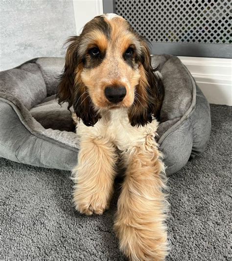 Pin von Pam Westfall auf Fur Babies Cockerspaniel Süße tiere Tiere
