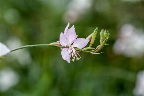 Gaura Lindheimerii Bild Kaufen 14030906 Gartenbildagentur Friedrich