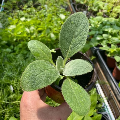 Mullein Live Plant For Sale Mayernik Kitchen