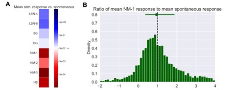 Saccade Responses Are Suppressed By Naturalistic But Not Artificial