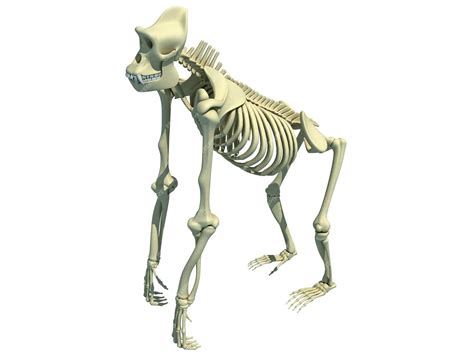 Premium Photo Gorilla Skeleton Anatomy 3d Rendering