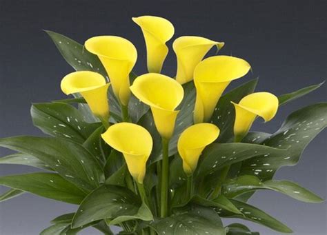 球状根茎类花卉有哪些 花海建设 长景园林网