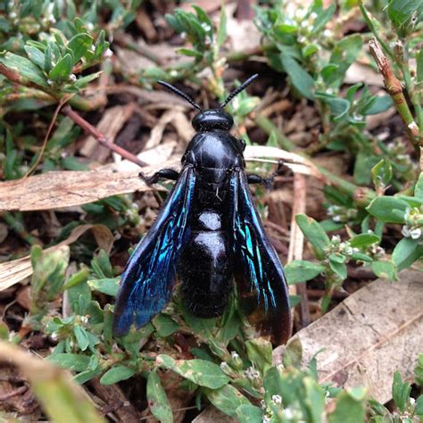 Are Blue Flower Wasps Dangerous Best Flower Site