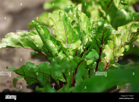 Tops Of Beet Growing In Garden Stock Photo Alamy