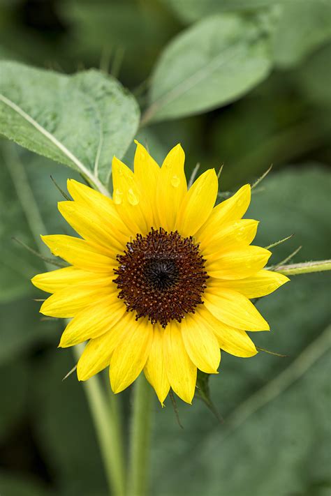 Sunflower Picture And Hd Photos Free Download On Lovepik