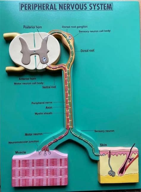 Peripheral Nervous System Model At ₹ 1000number Human Anatomical