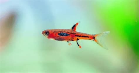 ボララス・ブリジッタエの飼い方と寿命・食べる餌・混泳 アクアリウムブログといえばアクラボ