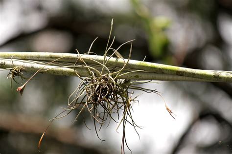 Madsnapper Epiphytic Ball Moss
