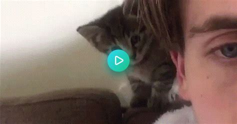 Kitten Yawns  On Imgur