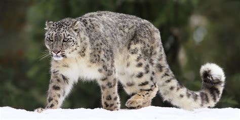 Snow Leopard Furry