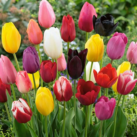 Tulip Regular Mixed Garden Express