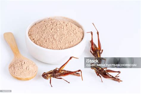 메뚜기 곤충 분말 곤충을 위한 Orthoptera 밀가루는 그릇에 조리된 곤충 고기로 만든 음식 식용 품목으로 먹고 흰색 배경에 숟가락은 단백질의 좋은 소스입니다 엔토모파기