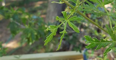 Laceleaf Maple Wilting Album On Imgur