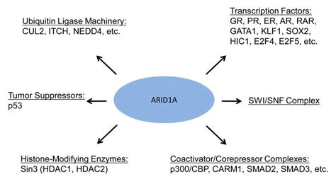Arid1a Mutations In Cancer Another Epigenetic Tumor Suppressor Pmc