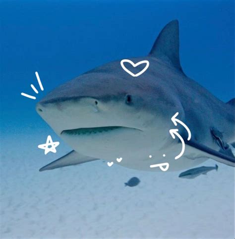 Diy Shark With Hearts Cutout Silly Sharks I Love Sharks Shark Pictures