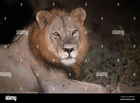 Zambia South Luangwa National Park Male African Lion At Night Wild