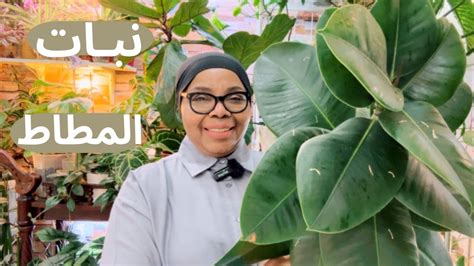 كيف العناية والاهتمام بنبات المطاط انقاذ وتجذير Youtube