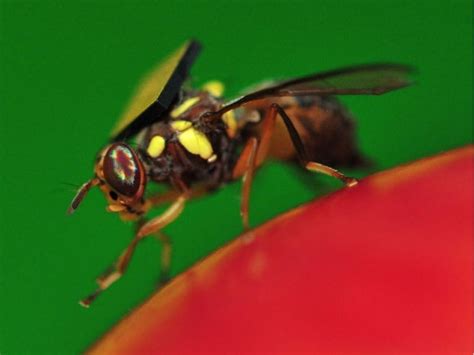 How To Kill Fruit Flies According To A Scientist Pest Control Canada