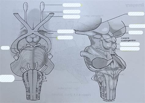 Unit 4 Section 1 Midbrain And Brain Stem Diagram Quizlet