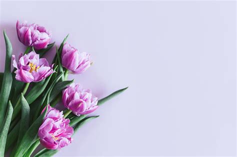 파스텔 바이올렛 배경에 부드러운 보라색 튤립 여성의 날 인사말 카드 0명에 대한 스톡 사진 및 기타 이미지 0명 3월 8