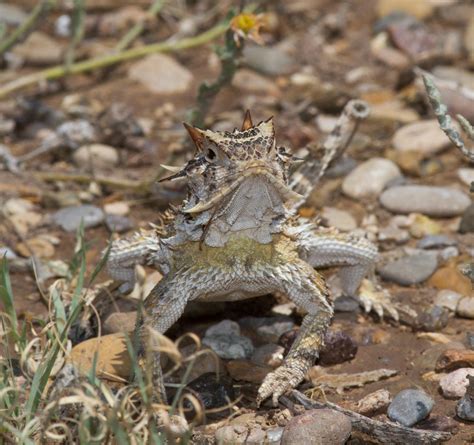 Traces Of Texas On Twitter Traces Of Texas Reader Scott Baffin Shared This Great Photo Of A