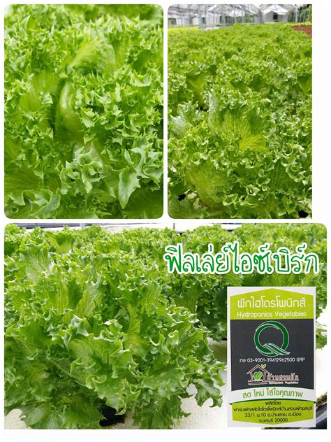 ฟาร์มผักสลัดไฮโดรโปนิกส์ บ้านสวนผักชลบุรี ฟิลเล่ย์ไอซ์เบิร์ก