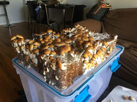 Screw The Pf Tek R Shrooms