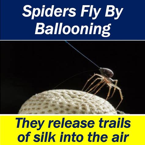 Spiders Fly On Electric Fields Say Scientists Market Business News