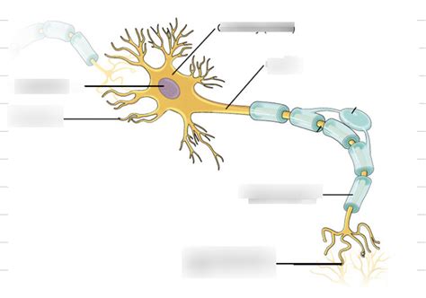 Nervous System Diagram Quizlet