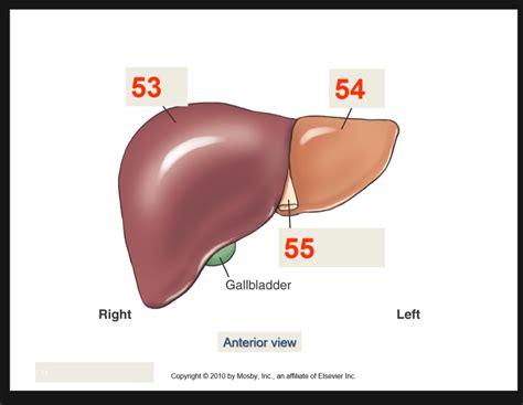 Bio 335 Anterior Liver Drawings Diagram Quizlet