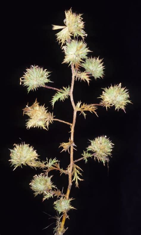 Flora Of New Zealand Taxon Profile Navarretia Squarrosa