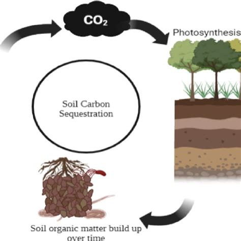 An Overview Of Carbon Storage And Sequestration By Biological
