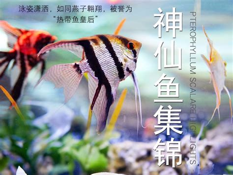 神仙鱼活体鱼淘宝产品详情页设计yune陳 站酷zcool
