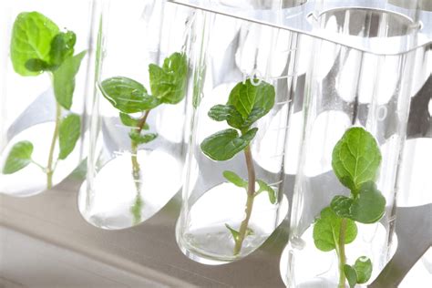 Культивирование растений in vitro - фото