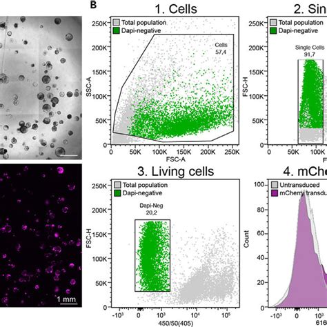 Components Of Collagen Neutralization Buffer Download Scientific Diagram