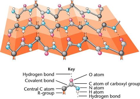 Secondary Protein Structure Beta Pleated Sheet