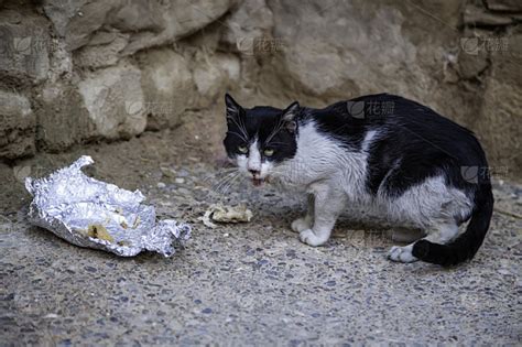 流浪猫在街上吃东西