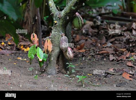 569 Cocoa Pods Of Trinitario Variety Still On The Tree At Different